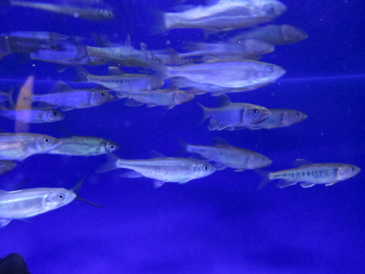 【游览记录1】上海海洋水族馆的鱼类 - 哔哩哔哩