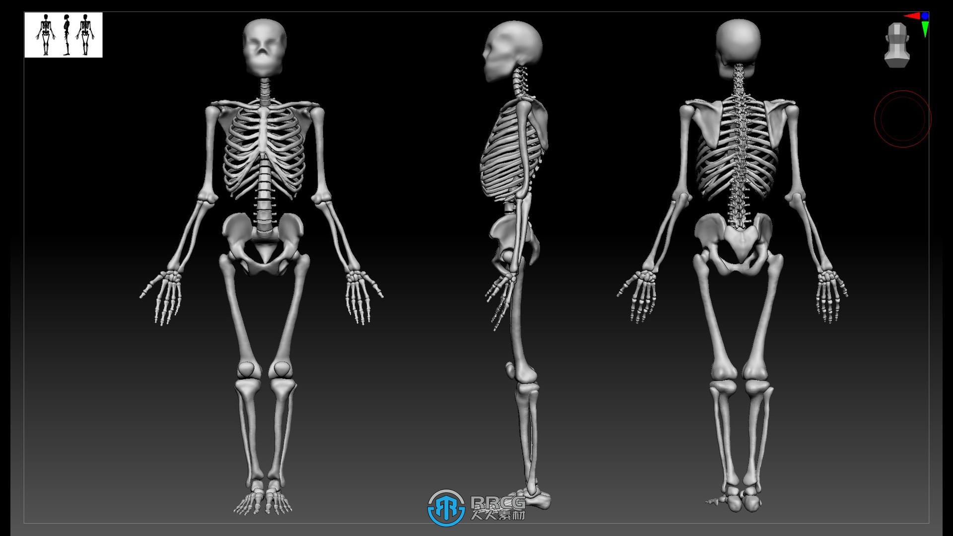 Zbrush逼真3D角色人体骨架肌肉解剖制作视频教程 - 哔哩哔哩