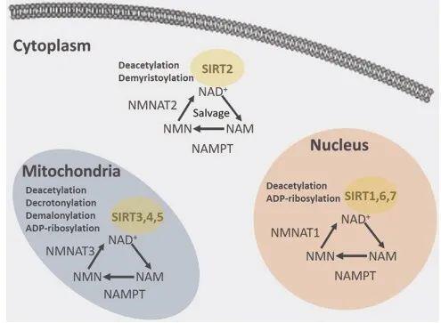 【AmBeed浅析】Sirtuin信号通路成员的功能及作用靶点研究 - 哔哩哔哩