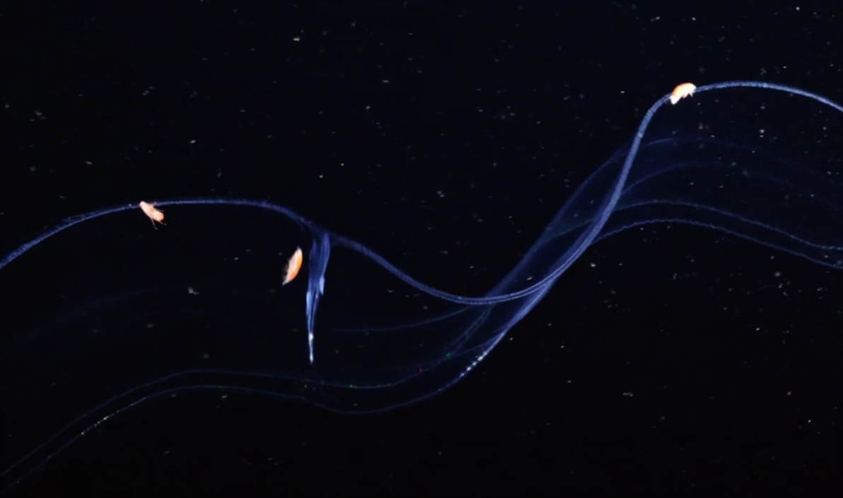 【物种】Cestum veneris带栉水母（爱神带栉水母） - 哔哩哔哩