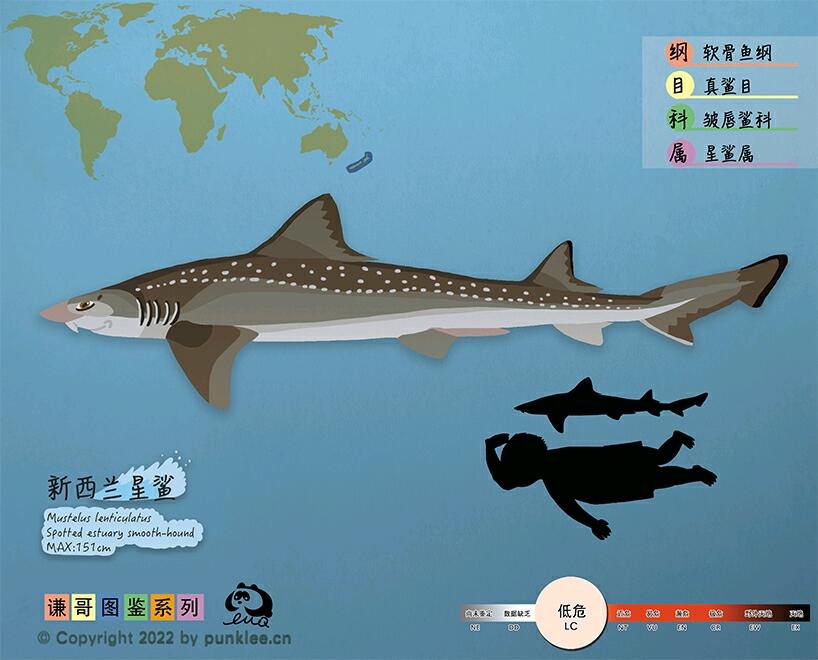 鲨鱼的大体分类――（三）:中 - 哔哩哔哩