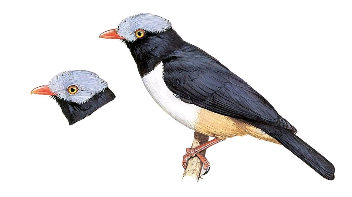 世界鸟类图鉴--丛鵙总科（I） - 哔哩哔哩