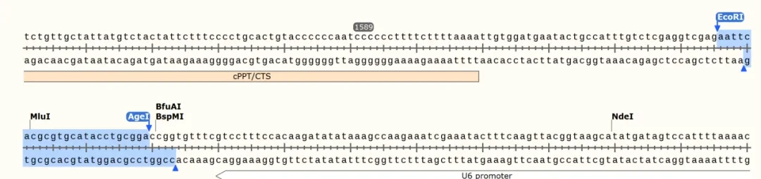 手把手教学｜shRNA设计步骤及注意事项 - 哔哩哔哩