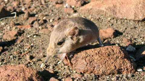 动物图鉴——非洲兽总目（一） - 哔哩哔哩