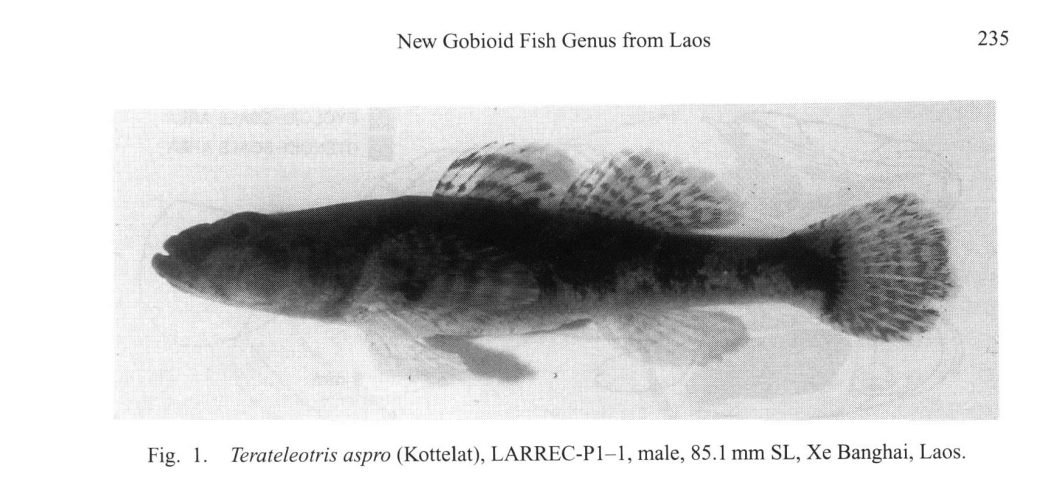 【水】图贴·东亚沉睡者·沙塘鳢科Odontobutidae Hoese & Gill, 1993 - 哔哩哔哩