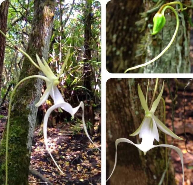 言植空间，生态造景，植物科普，鬼兰（Dendrophylax lindenii） - 哔哩哔哩