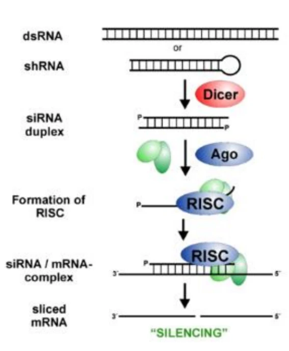 实验储备 | siRNA转染操作及要点 - 哔哩哔哩