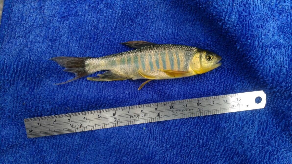 杂鱼的疑云——马口鱼属Opsariichthys种团的整理 - 哔哩哔哩