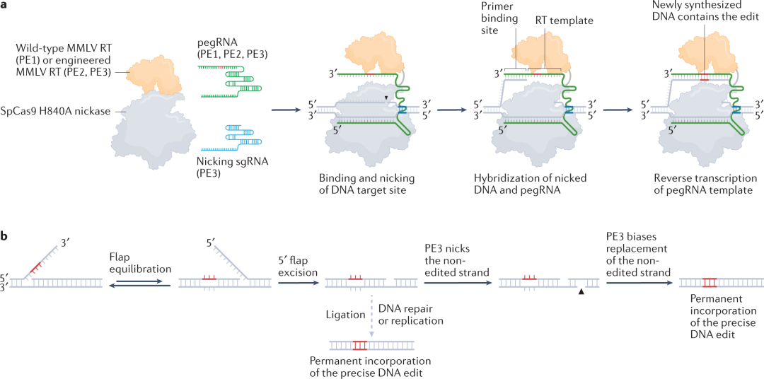综述 | David Liu 深度解析精确基因组编辑技术—先导编辑 - 哔哩哔哩