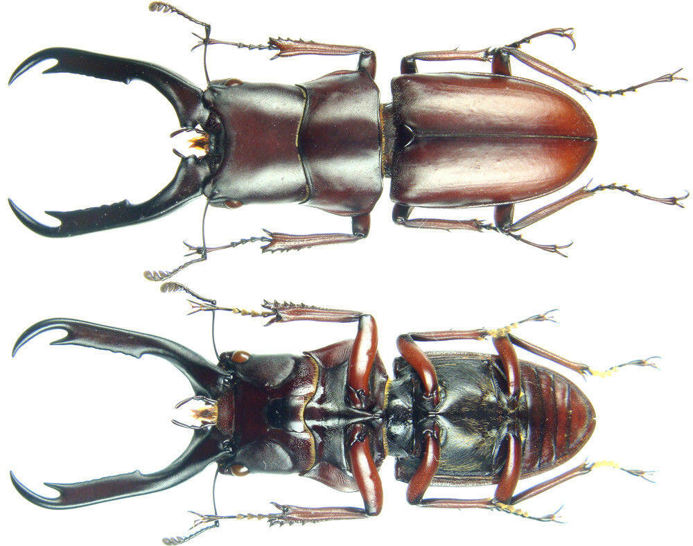 国产锹甲科各属中式属名与异名的对照与分类 - 哔哩哔哩