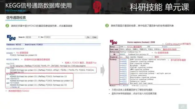 最详细的最易懂的KEGG数据库使用教程，还不进来拥有它！！ - 哔哩哔哩