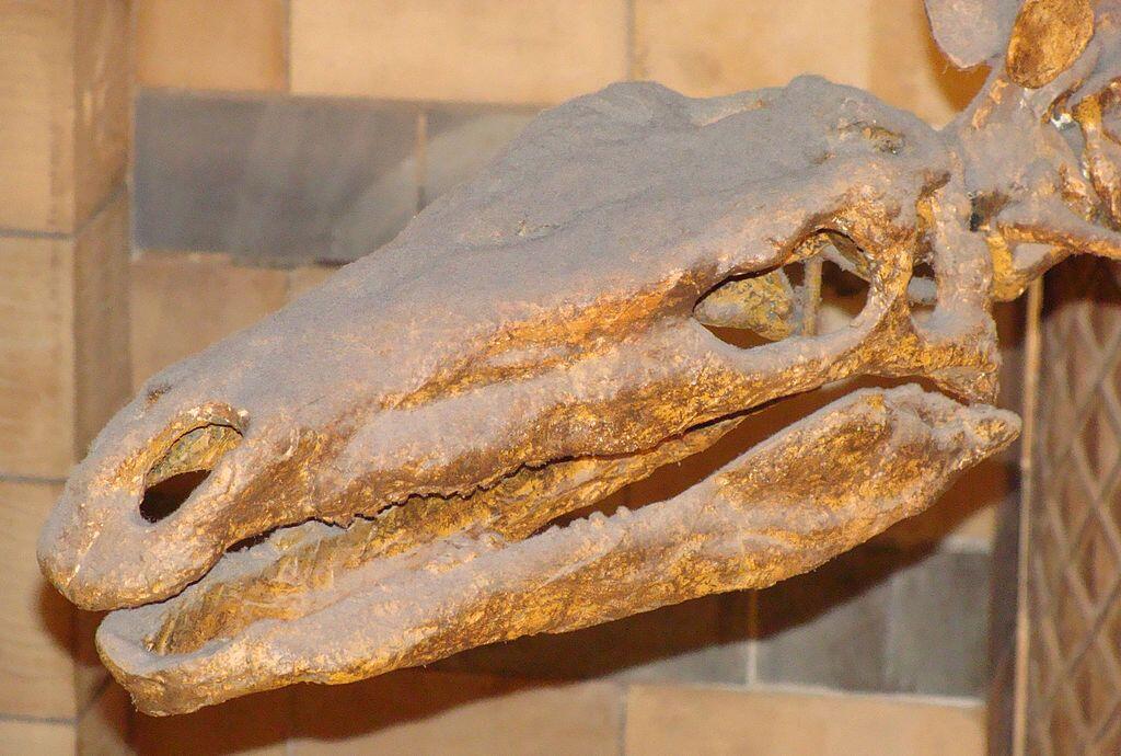 SCP-4445-EX 侏罗纪共生四足动物 - 哔哩哔哩