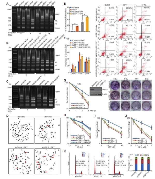 USP11作为组蛋白去泛素化酶在DNA修复过程中的染色质重组中发挥作用 - 哔哩哔哩