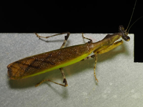 螳螂目商品螳螂分类系列，花螳总科的一部分 - 哔哩哔哩