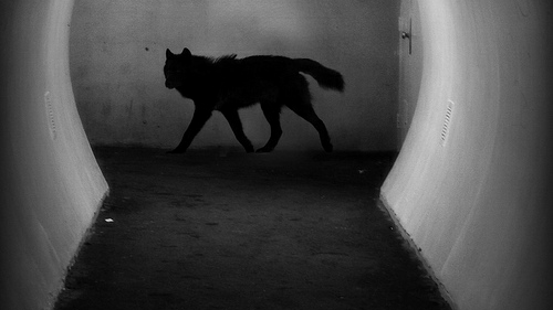 【SCP基金会B站分部 F博士报告】SCP-023黑煞星 - 哔哩哔哩