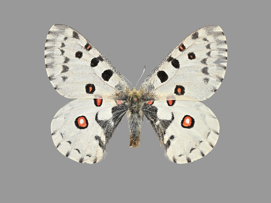 三十五种国内绢蝶属图录 - 哔哩哔哩