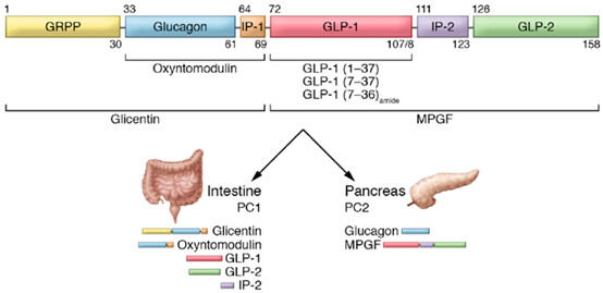 一专多能的GLP-1受体激动剂----肥胖、糖尿病、脂肪肝 - 哔哩哔哩