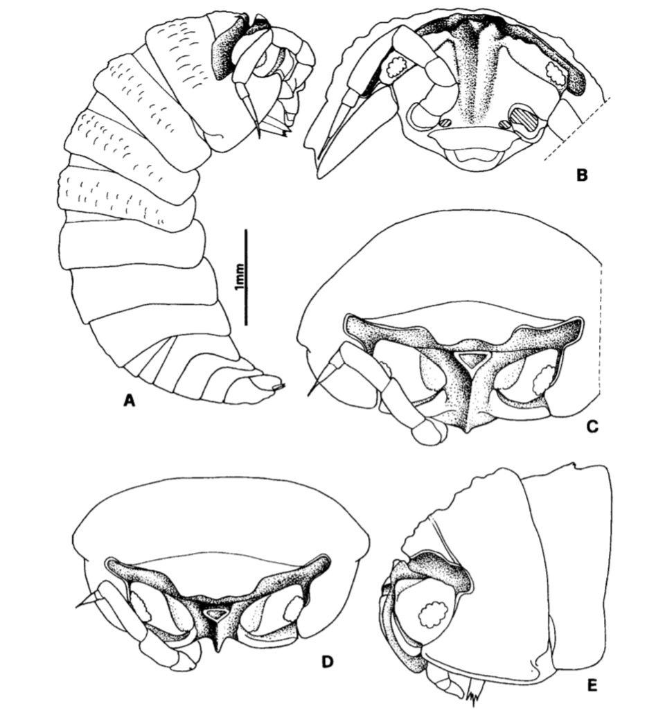 唯一可以卷的鼠妇科——Atlantidium大西洋鼠妇（目沟鼠妇）属（潮虫亚目 鼠妇科） - 哔哩哔哩