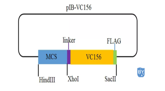 分子实验-双分子荧光互补(BiFC技术详解) - 哔哩哔哩