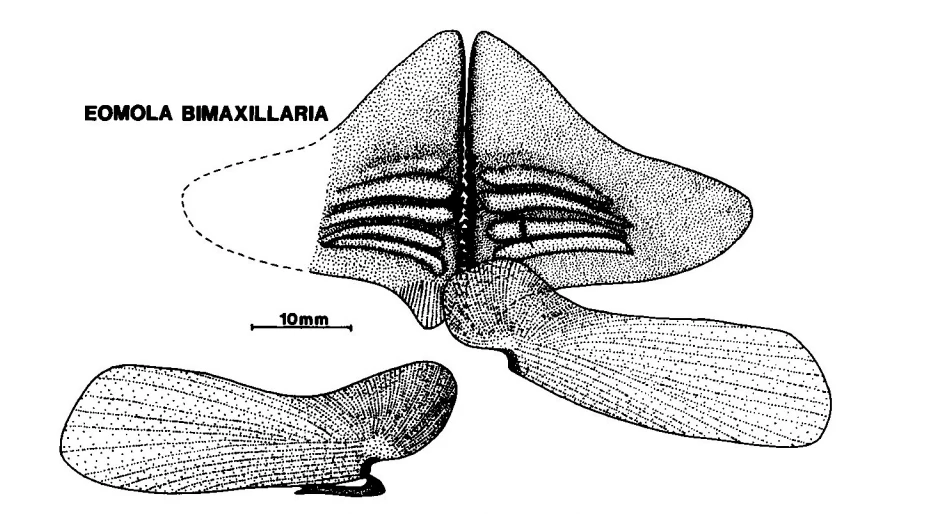 【鲀形目的演化史·其二】翻车鱼科 - 哔哩哔哩