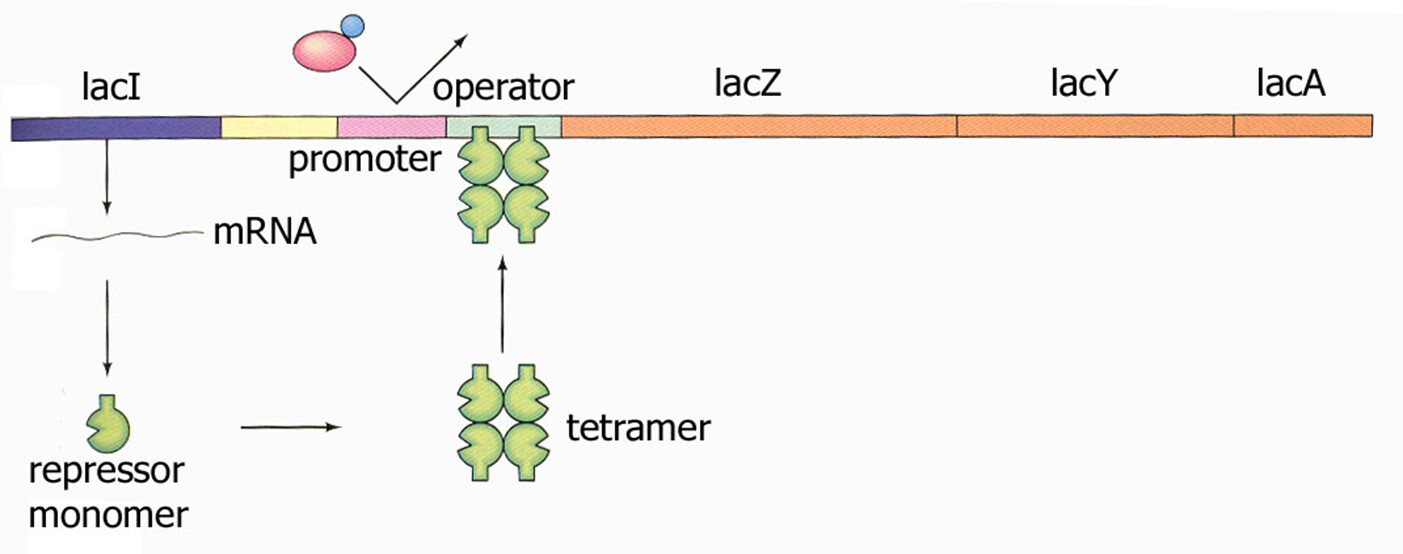 深入浅出原核基因表达调控（乳糖操纵子、色氨酸操纵子） - 哔哩哔哩
