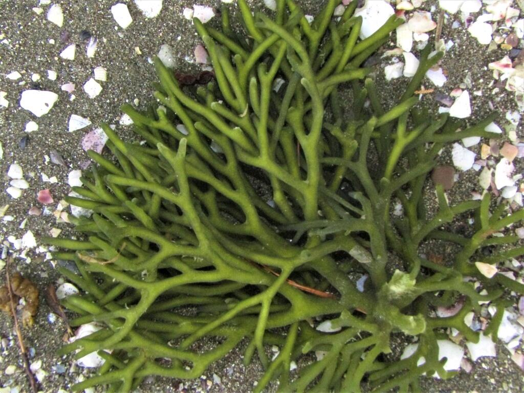 12【绿藻】松藻：海中绿松 - 哔哩哔哩