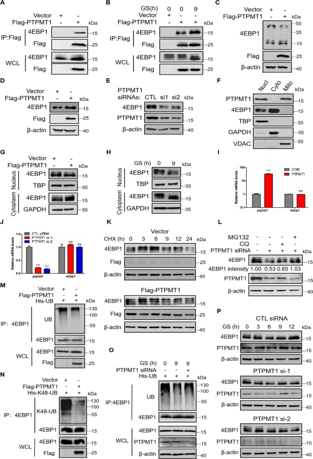 「青莲客户文章」4EBP1在肺癌中感知细胞外葡萄糖缺乏并启动细胞死亡信号 - 哔哩哔哩