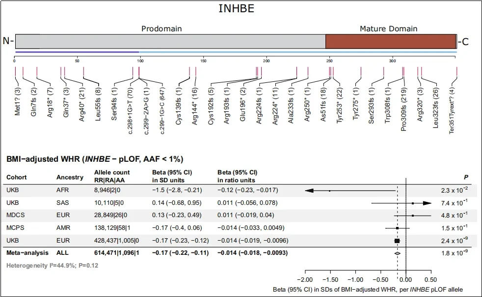 新品上架 | 肥胖症siRNA疗法新宠儿——INHBE靶点人源化模型 - 哔哩哔哩