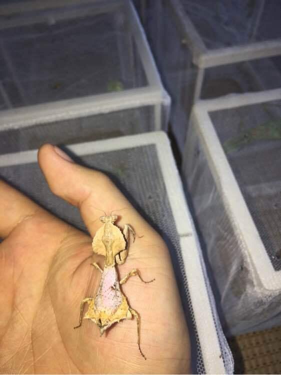 螳螂分类，六个冷门总科 - 哔哩哔哩