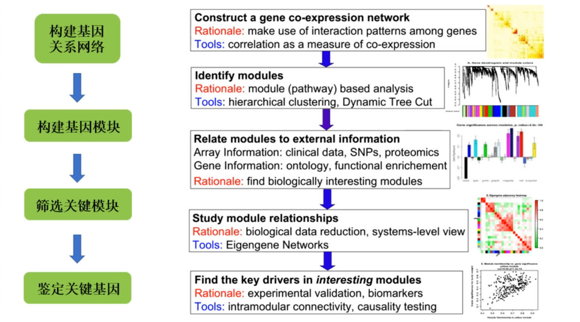 WGCNA学习：WGCNA分析原理 - 哔哩哔哩