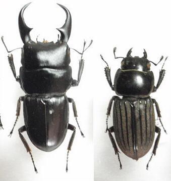 真假扁锹 - 哔哩哔哩