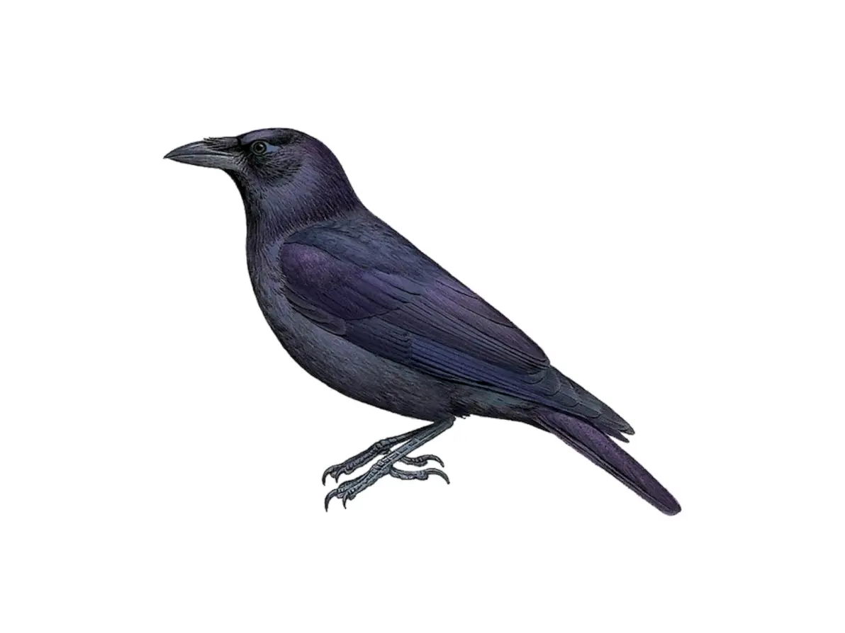 世界鸟类图鉴--鸦科(Ⅱ) - 哔哩哔哩