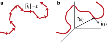 Worm-like Chain (WLC) Model - 哔哩哔哩