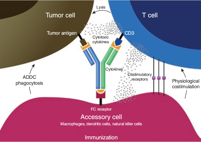 鼠库全书丨CD3人源化模型为CD3双抗筛选保驾护航 - 哔哩哔哩