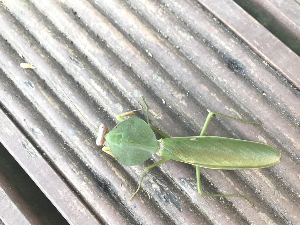 中国斧螳族总结 - 哔哩哔哩