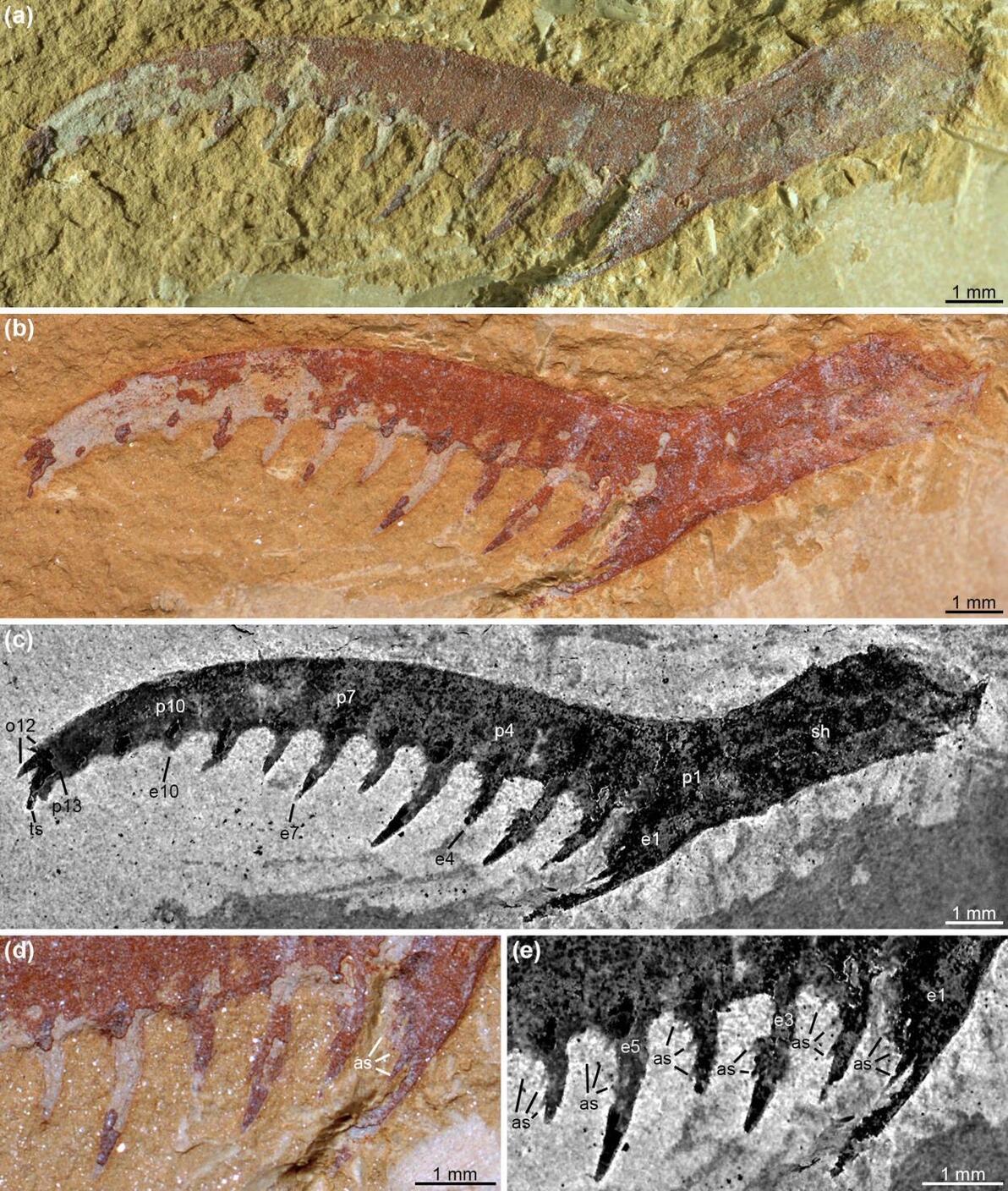 关于射齿类（Radiodonta）新发现及新系统发育简介 - 哔哩哔哩