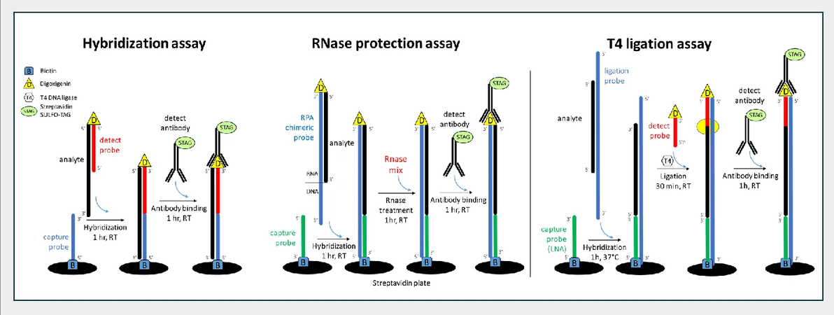 MSD研究分享丨探索ECL检测方案用于ASO疗法的寡核苷酸检测的可能性 - 哔哩哔哩
