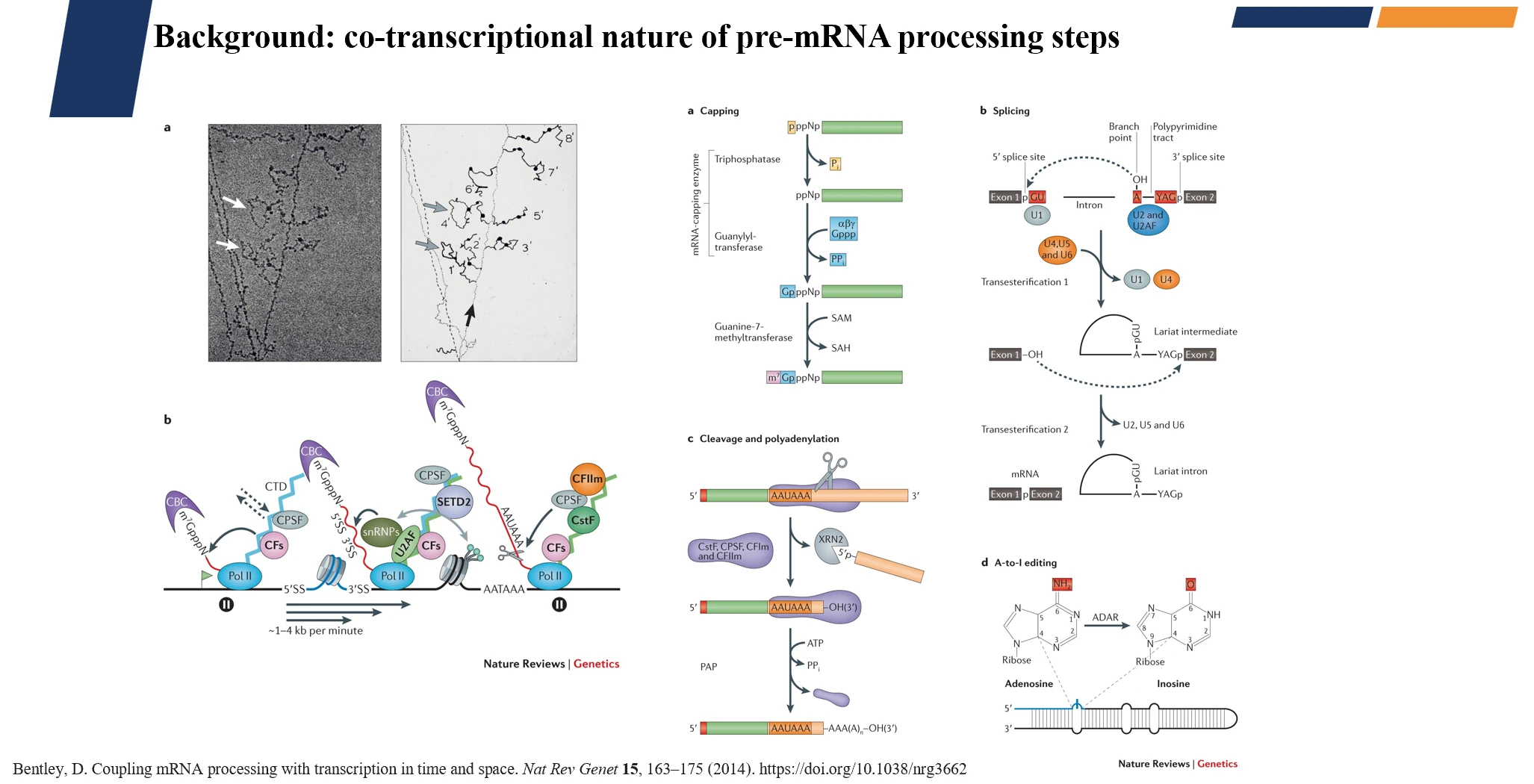RNA聚合酶Pol II转录速度影响衰老过程！ - 哔哩哔哩