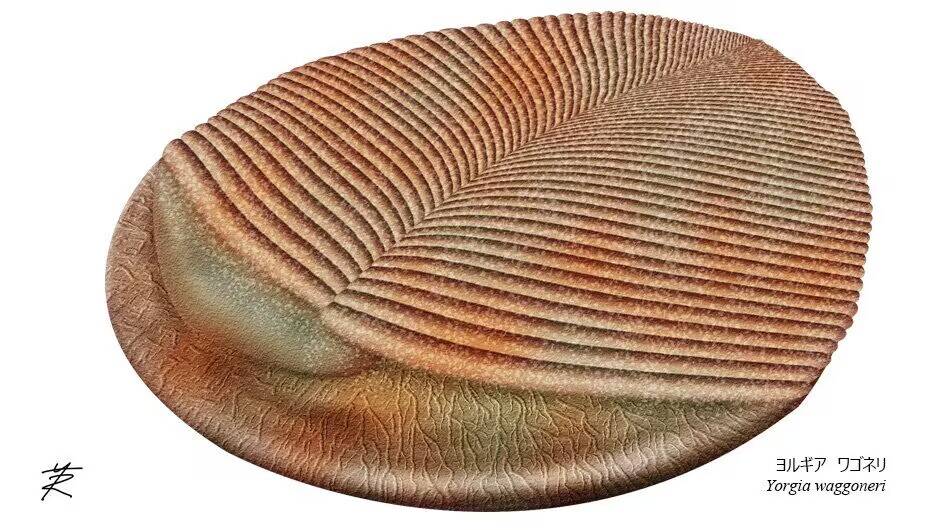 27 埃迪卡拉纪：白雪深藏百花瓣——白海 - 哔哩哔哩