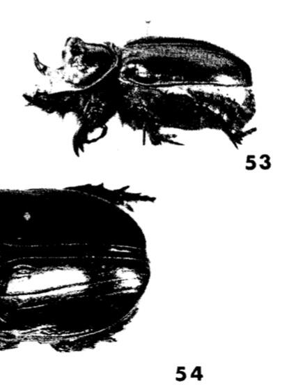 蛀犀金龟族全物种资料整理(下) - 哔哩哔哩