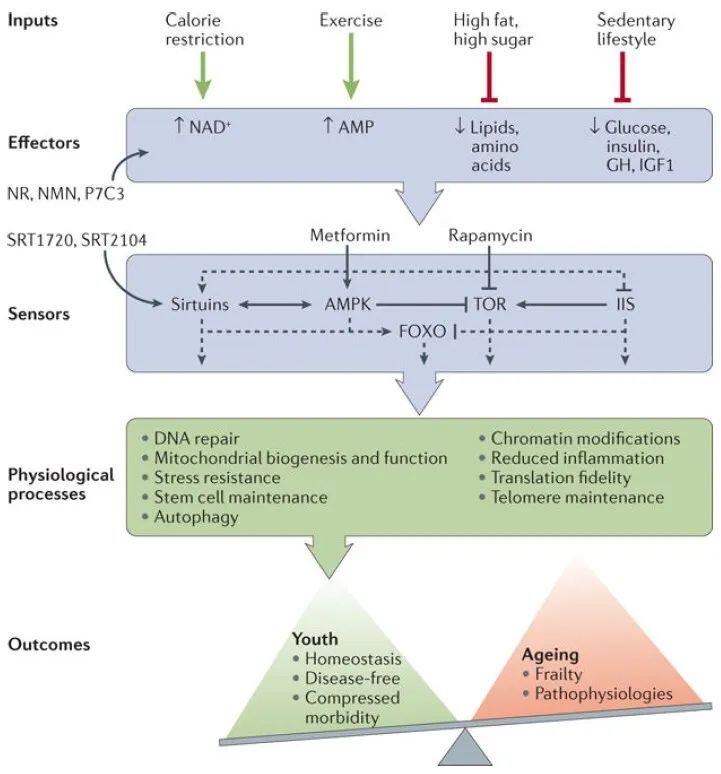 【AmBeed浅析】Sirtuin信号通路成员的功能及作用靶点研究 - 哔哩哔哩