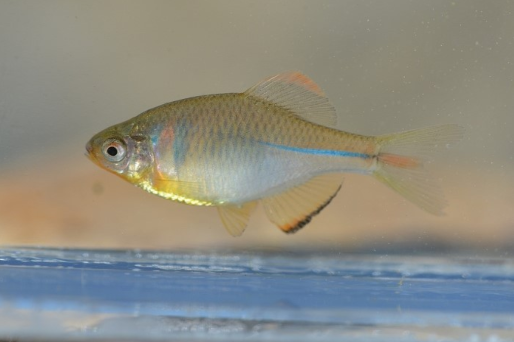 朝鲜半岛鱊科鱼类图鉴（한반도 납자루과 도감） - 哔哩哔哩