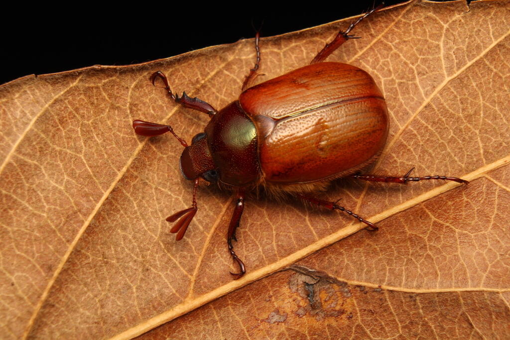 丽金龟-族与属整理（下篇） - 哔哩哔哩