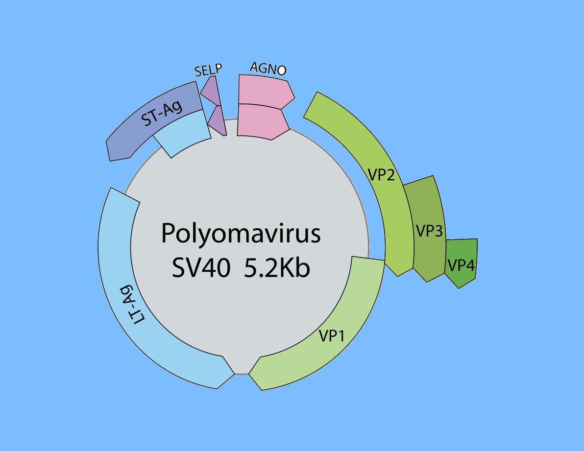 经典的多瘤病毒——SV40 - 哔哩哔哩