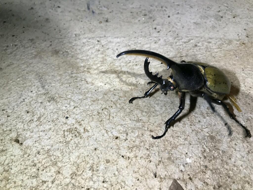 虫虫大作战(bugbits)物种原型一览 - 哔哩哔哩