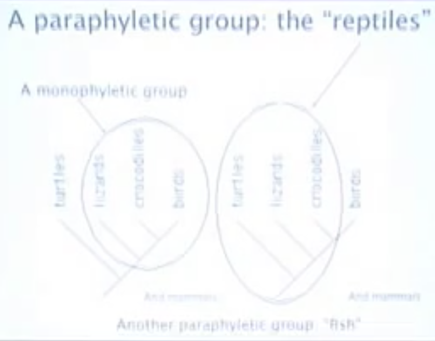 15. Phylogeny and Systematics - 哔哩哔哩