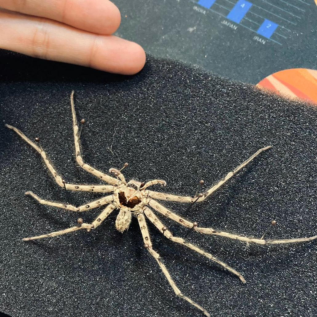 白额高脚蛛，中国好蜘蛛 - 哔哩哔哩