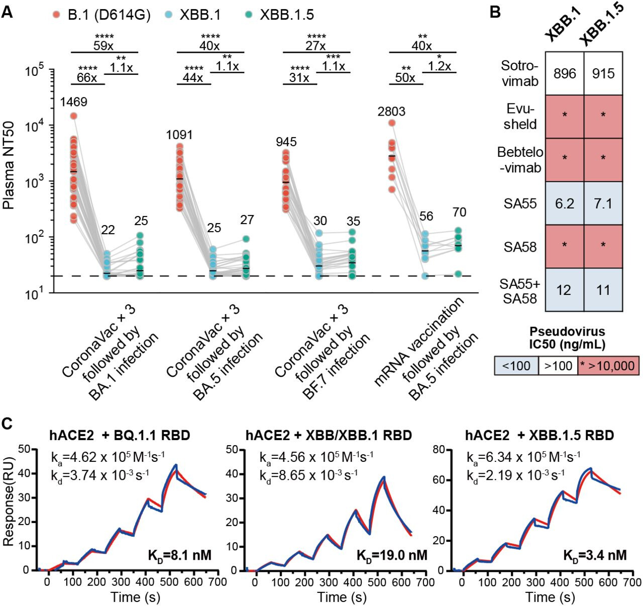 XBB.1.5 增强的传播性是由 ACE2 的强结合和抗体逃避共同促成的 - 哔哩哔哩