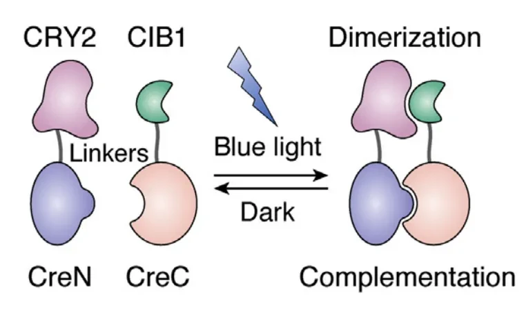 一文搞懂Cre-loxP条件性基因编辑 - 哔哩哔哩