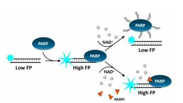 PARP蛋白及其检测方法-BPS Bioscience - 哔哩哔哩